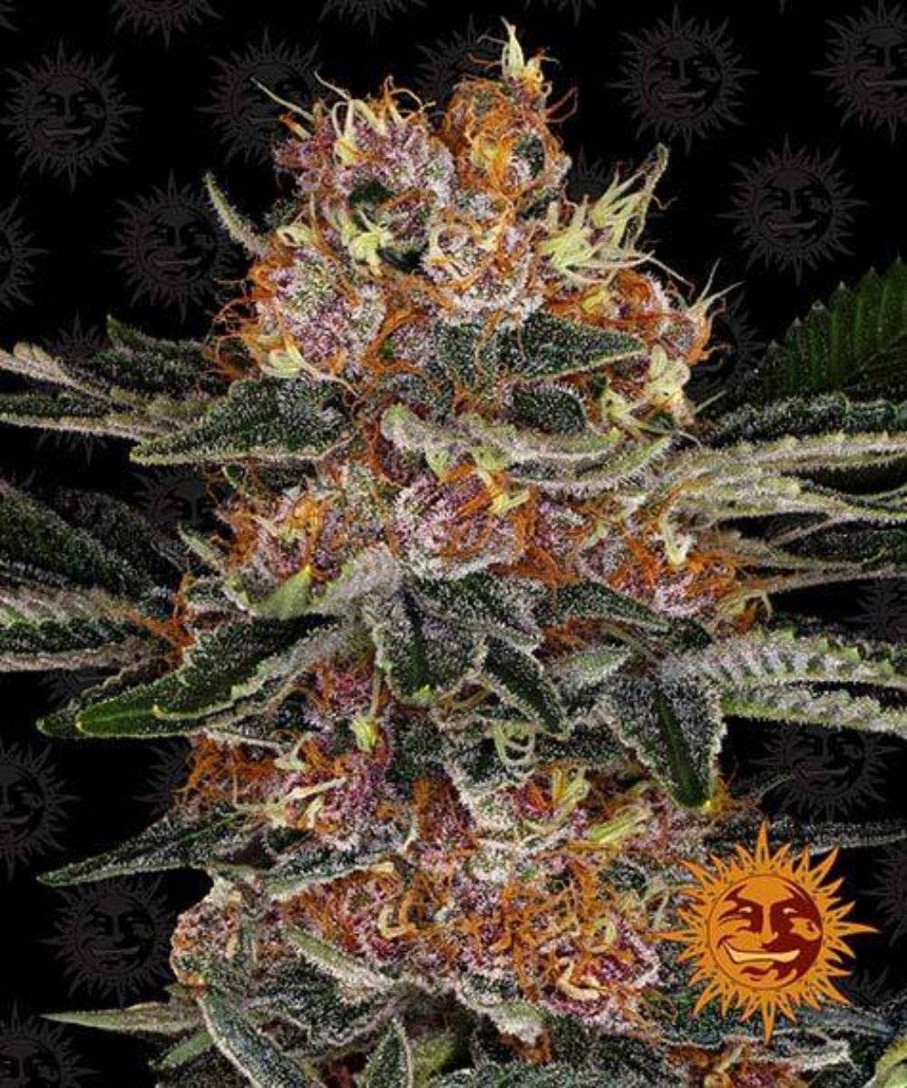 Purple Punch Automatic Samen – Barney’s Farm | Schnelles Wachstum ...